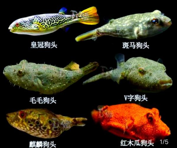 狗头鱼品种大全_新手如何挑选-第1张图片-山城妙识 狗头鱼品种大全_新手如何挑选-第1张图片-山城妙识