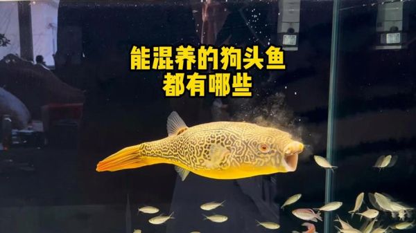 狗头鱼品种大全_新手如何挑选-第3张图片-山城妙识 狗头鱼品种大全_新手如何挑选-第3张图片-山城妙识