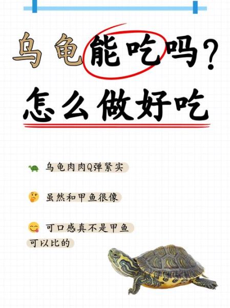 乌龟怎么吃法_乌龟怎么吃才安全-第1张图片-山城妙识 乌龟怎么吃法_乌龟怎么吃才安全-第1张图片-山城妙识