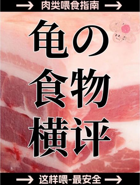 乌龟怎么吃法_乌龟怎么吃才安全-第2张图片-山城妙识 乌龟怎么吃法_乌龟怎么吃才安全-第2张图片-山城妙识