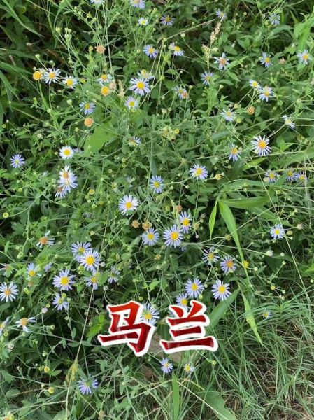 马兰头花长什么样_马兰头花图片大全大图-第1张图片-山城妙识 马兰头花长什么样_马兰头花图片大全大图-第1张图片-山城妙识