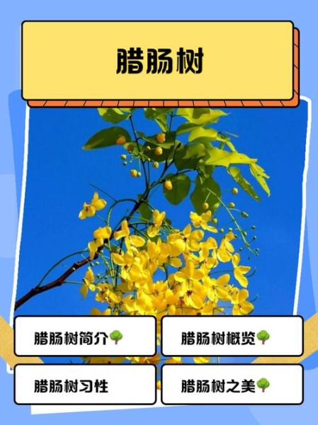 腊肠树果实能吃吗_腊肠树花期多久-第2张图片-山城妙识 腊肠树果实能吃吗_腊肠树花期多久-第2张图片-山城妙识