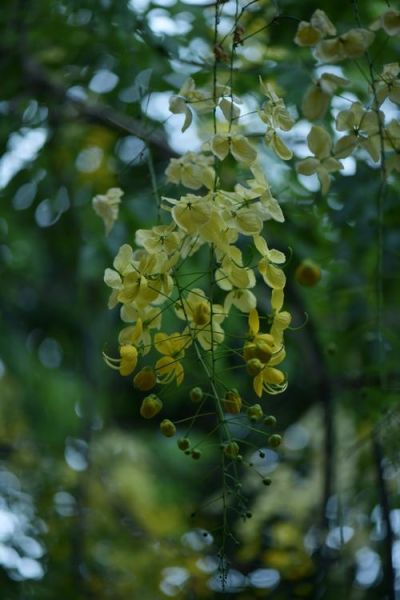 腊肠树果实能吃吗_腊肠树花期多久-第3张图片-山城妙识 腊肠树果实能吃吗_腊肠树花期多久-第3张图片-山城妙识