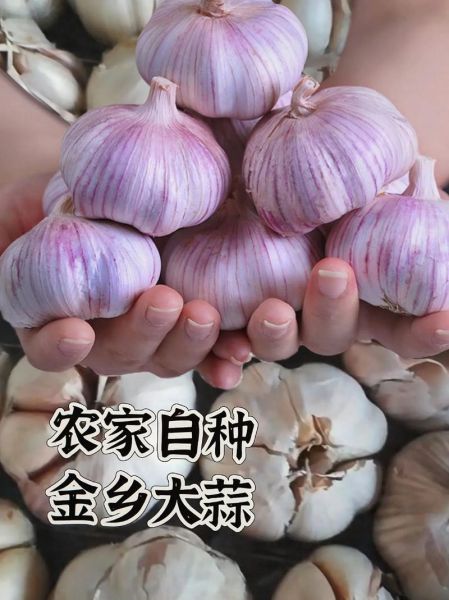 金乡大蒜价格今日行情_金乡大蒜多少钱一斤-第2张图片-山城妙识