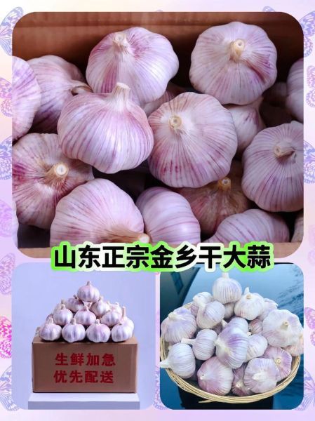 金乡大蒜价格今日行情_金乡大蒜多少钱一斤-第3张图片-山城妙识