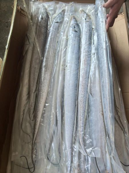 河刀鱼多少钱一斤_河刀鱼价格为什么这么贵-第2张图片-山城妙识 河刀鱼多少钱一斤_河刀鱼价格为什么这么贵-第2张图片-山城妙识