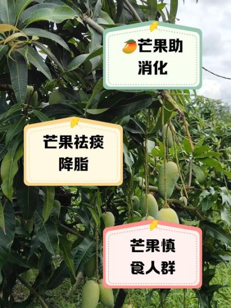 吃芒果的坏处有哪些_芒果吃多了会怎样-第1张图片-山城妙识 吃芒果的坏处有哪些_芒果吃多了会怎样-第1张图片-山城妙识