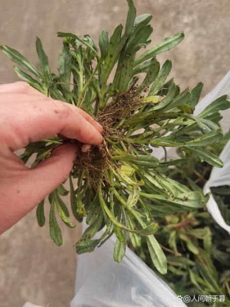 野菜面条菜怎么做好吃_面条菜的家常做法-第2张图片-山城妙识 野菜面条菜怎么做好吃_面条菜的家常做法-第2张图片-山城妙识