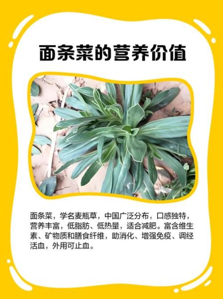 野菜面条菜怎么做好吃_面条菜的家常做法-第3张图片-山城妙识 野菜面条菜怎么做好吃_面条菜的家常做法-第3张图片-山城妙识