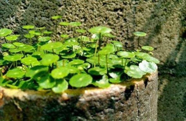 金钱草能治结石吗_金钱草排石效果怎么样-第1张图片-山城妙识 金钱草能治结石吗_金钱草排石效果怎么样-第1张图片-山城妙识