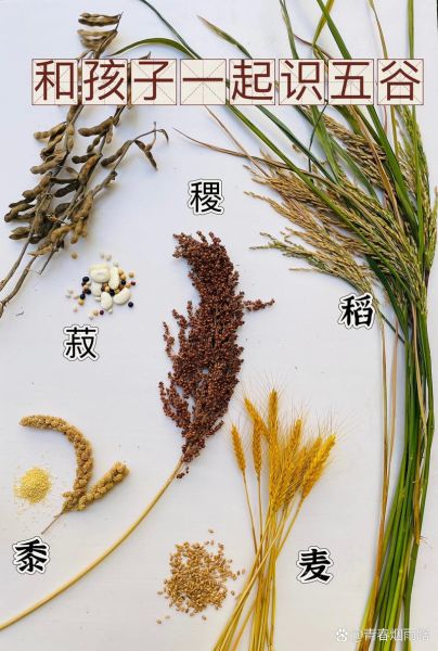 菽是指什么作物_菽的别名有哪些-第1张图片-山城妙识 菽是指什么作物_菽的别名有哪些-第1张图片-山城妙识