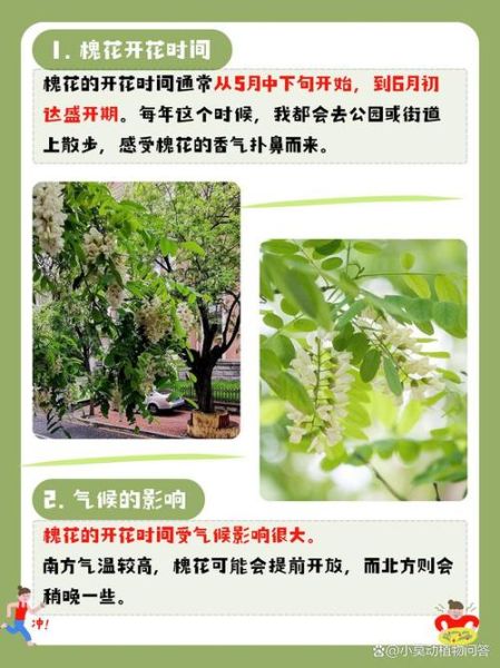 北方的洋槐花什么时候开花_洋槐花几月开-第1张图片-山城妙识 北方的洋槐花什么时候开花_洋槐花几月开-第1张图片-山城妙识