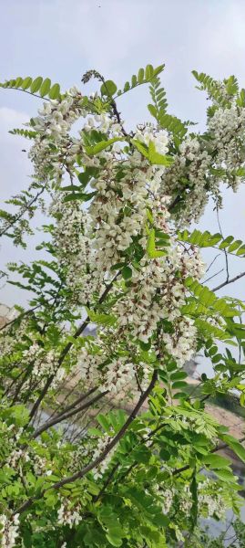 北方的洋槐花什么时候开花_洋槐花几月开-第2张图片-山城妙识 北方的洋槐花什么时候开花_洋槐花几月开-第2张图片-山城妙识