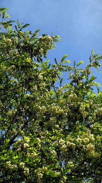 北方的洋槐花什么时候开花_洋槐花几月开-第3张图片-山城妙识 北方的洋槐花什么时候开花_洋槐花几月开-第3张图片-山城妙识