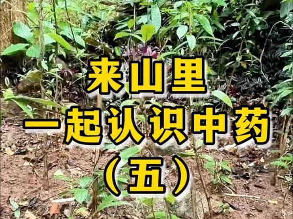 野生巴戟天图片_如何辨别真假野生巴戟天-第1张图片-山城妙识 野生巴戟天图片_如何辨别真假野生巴戟天-第1张图片-山城妙识