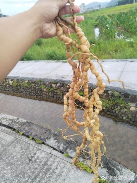 野生巴戟天图片_如何辨别真假野生巴戟天-第2张图片-山城妙识 野生巴戟天图片_如何辨别真假野生巴戟天-第2张图片-山城妙识