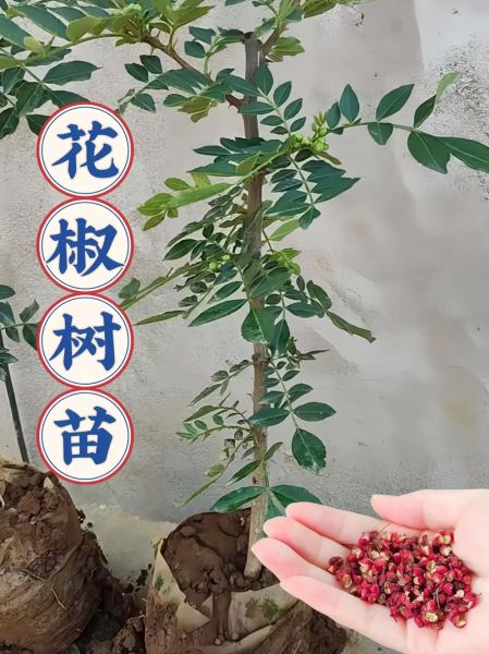 大红袍花椒亩产多少斤_种植技巧-第1张图片-山城妙识 大红袍花椒亩产多少斤_种植技巧-第1张图片-山城妙识