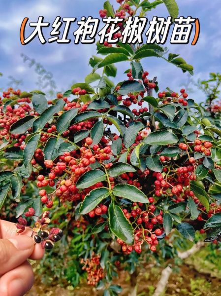 大红袍花椒亩产多少斤_种植技巧-第3张图片-山城妙识 大红袍花椒亩产多少斤_种植技巧-第3张图片-山城妙识