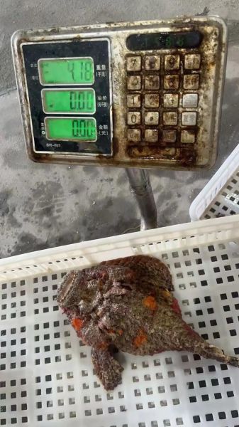 虎鳗鱼长什么样_虎鳗鱼有毒吗-第3张图片-山城妙识 虎鳗鱼长什么样_虎鳗鱼有毒吗-第3张图片-山城妙识