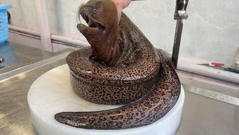 虎鳗鱼长什么样_虎鳗鱼有毒吗-第1张图片-山城妙识 虎鳗鱼长什么样_虎鳗鱼有毒吗-第1张图片-山城妙识