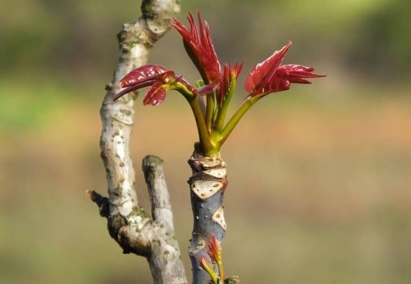门前种香椿树风水好吗_香椿树风水禁忌-第1张图片-山城妙识 门前种香椿树风水好吗_香椿树风水禁忌-第1张图片-山城妙识