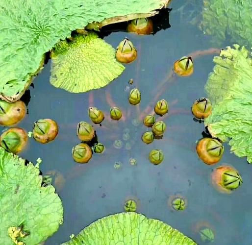 苏州鸡头米多少钱一斤_鸡头米怎么吃最好-第1张图片-山城妙识 苏州鸡头米多少钱一斤_鸡头米怎么吃最好-第1张图片-山城妙识