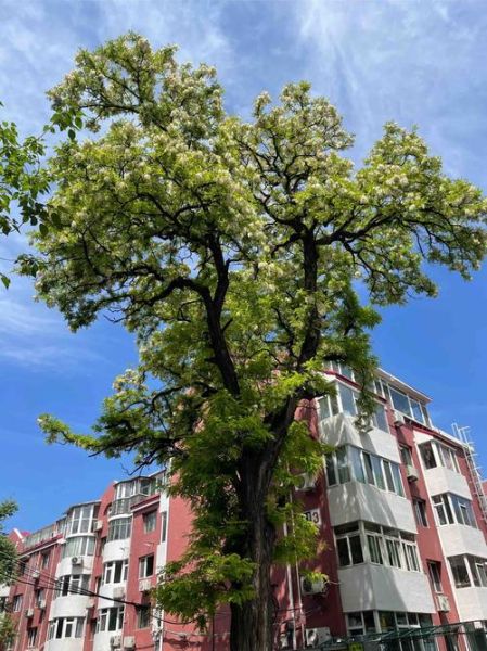 老槐树图片大全_老槐树高清壁纸哪里找-第2张图片-山城妙识