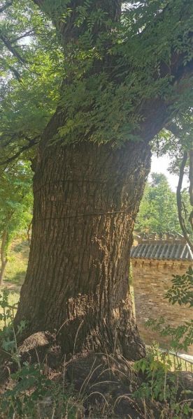 老槐树图片大全_老槐树高清壁纸哪里找-第1张图片-山城妙识