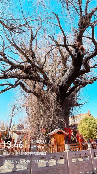 老槐树图片大全_老槐树高清壁纸哪里找-第3张图片-山城妙识