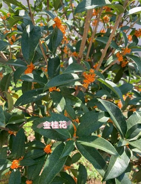 桂花茶怎么做_桂花茶的做法教程-第3张图片-山城妙识 桂花茶怎么做_桂花茶的做法教程-第3张图片-山城妙识