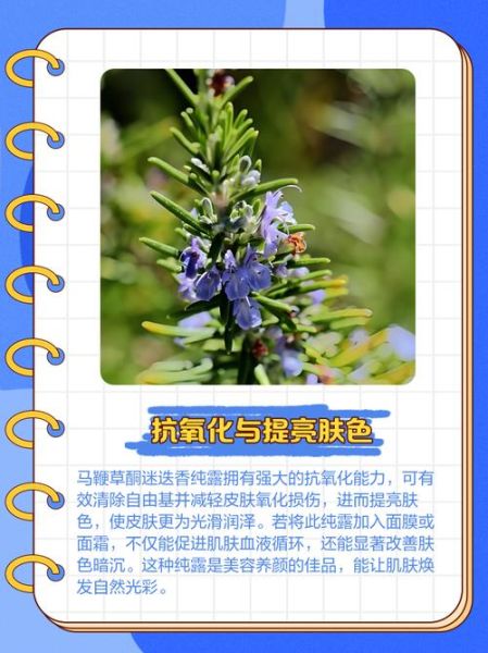 马鞭草纯露的功效与作用_敏感肌能用吗-第1张图片-山城妙识 马鞭草纯露的功效与作用_敏感肌能用吗-第1张图片-山城妙识