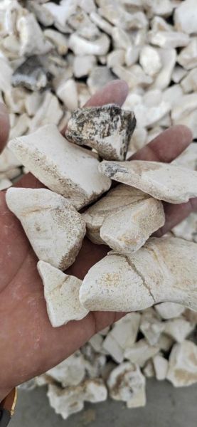 龙骨图片_龙骨是什么-第1张图片-山城妙识 龙骨图片_龙骨是什么-第1张图片-山城妙识