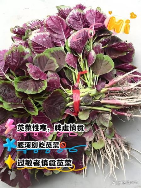 苋菜哪些人不能吃_苋菜禁忌人群有哪些-第1张图片-山城妙识 苋菜哪些人不能吃_苋菜禁忌人群有哪些-第1张图片-山城妙识