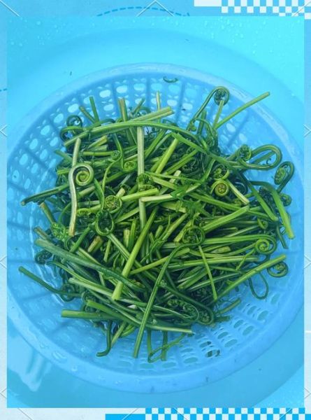 水蕨菜致癌是真的吗_长期吃会不会得癌症-第1张图片-山城妙识 水蕨菜致癌是真的吗_长期吃会不会得癌症-第1张图片-山城妙识
