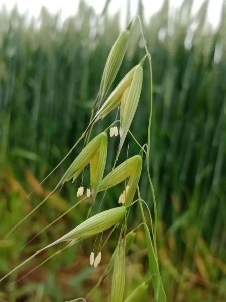 燕麦图片_燕麦图片怎么选-第1张图片-山城妙识 燕麦图片_燕麦图片怎么选-第1张图片-山城妙识