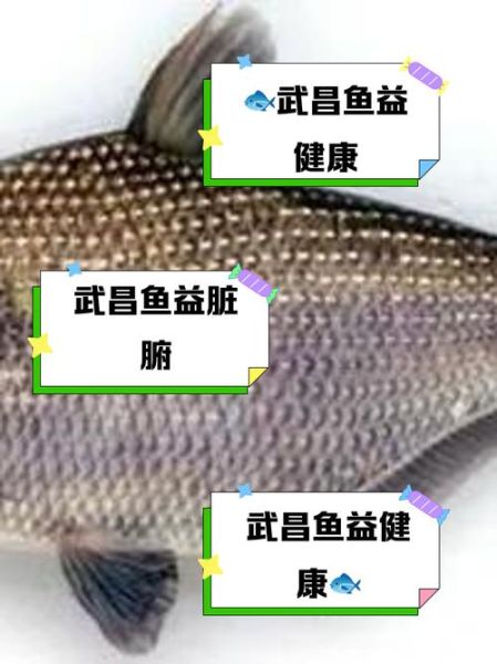 武昌鱼的营养价值_武昌鱼适合什么人吃-第1张图片-山城妙识