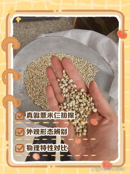 薏米仁和薏米的区别_薏米仁是不是薏米-第1张图片-山城妙识 薏米仁和薏米的区别_薏米仁是不是薏米-第1张图片-山城妙识