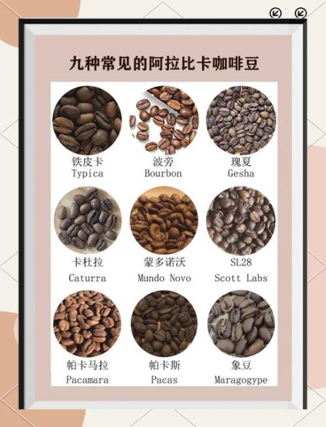咖啡豆种类有哪些_不同咖啡口味特点-第1张图片-山城妙识 咖啡豆种类有哪些_不同咖啡口味特点-第1张图片-山城妙识