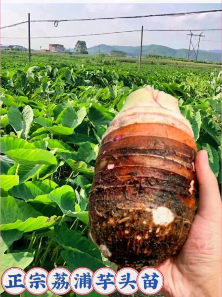 荔浦芋头产地哪里最好_正宗荔浦芋头核心产区在哪-第2张图片-山城妙识 荔浦芋头产地哪里最好_正宗荔浦芋头核心产区在哪-第2张图片-山城妙识