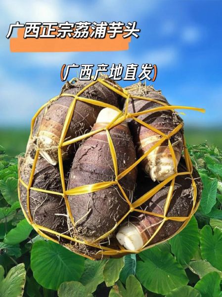 荔浦芋头产地哪里最好_正宗荔浦芋头核心产区在哪-第3张图片-山城妙识 荔浦芋头产地哪里最好_正宗荔浦芋头核心产区在哪-第3张图片-山城妙识