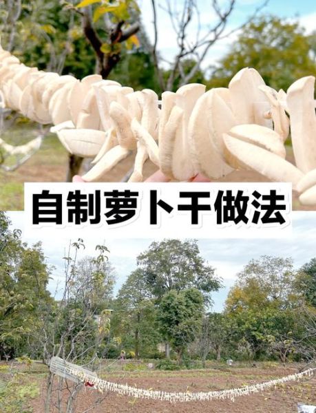 萝卜干先晒还是先放盐_腌制顺序正确做法-第1张图片-山城妙识 萝卜干先晒还是先放盐_腌制顺序正确做法-第1张图片-山城妙识