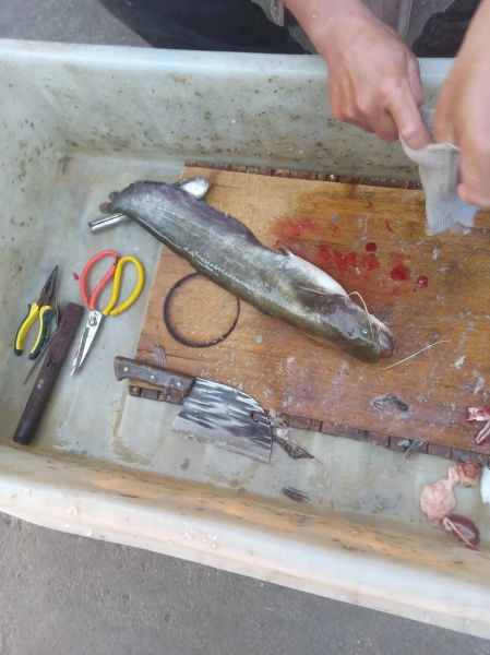 鲶鱼怎么清洗_鲶鱼清洗步骤图解-第3张图片-山城妙识