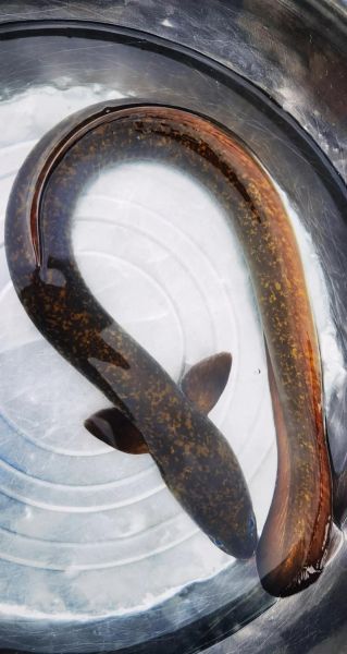 蛇鱼长什么样_蛇鱼有毒吗-第1张图片-山城妙识