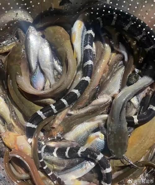 蛇鱼长什么样_蛇鱼有毒吗-第3张图片-山城妙识