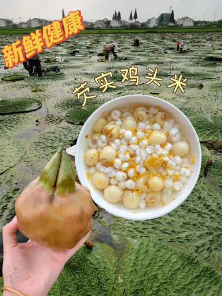 鸡头米外壳太硬怎么剥_鸡头米快速去壳技巧-第1张图片-山城妙识 鸡头米外壳太硬怎么剥_鸡头米快速去壳技巧-第1张图片-山城妙识