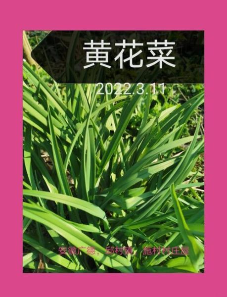 鲜黄花菜的营养价值_鲜黄花菜怎么吃不中毒-第2张图片-山城妙识