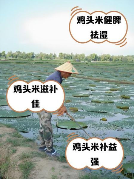 鸡头米外壳太硬怎么剥_鸡头米快速去壳技巧-第3张图片-山城妙识 鸡头米外壳太硬怎么剥_鸡头米快速去壳技巧-第3张图片-山城妙识