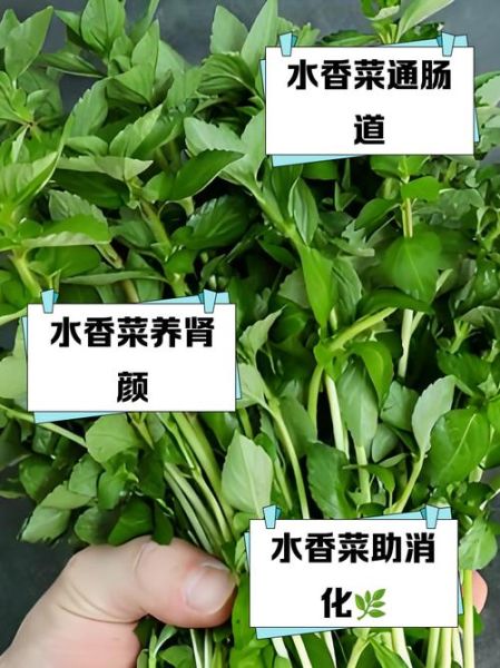 香菜的功效与作用及禁忌症_什么人不能吃香菜-第1张图片-山城妙识