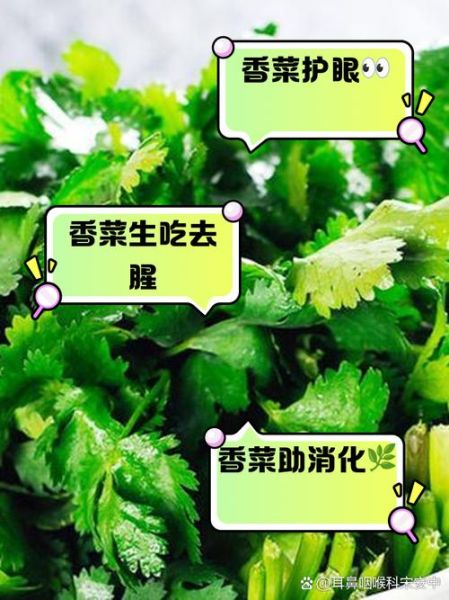 香菜的功效与作用及禁忌症_什么人不能吃香菜-第2张图片-山城妙识