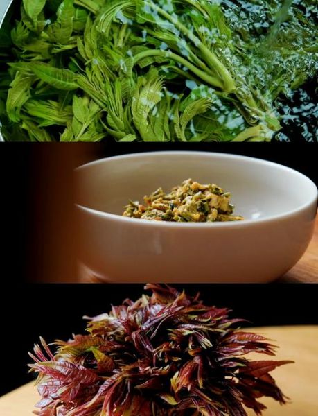 香椿叶怎么吃_香椿叶的做法大全-第1张图片-山城妙识 香椿叶怎么吃_香椿叶的做法大全-第1张图片-山城妙识